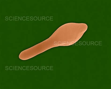 Clostridium Botulinum Bacterium Sem Stock Image Science Source Images