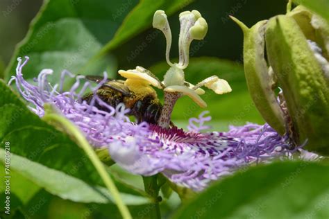 Pollination Of Passionflower Blossom By Bee Eastern Carpenter Bee