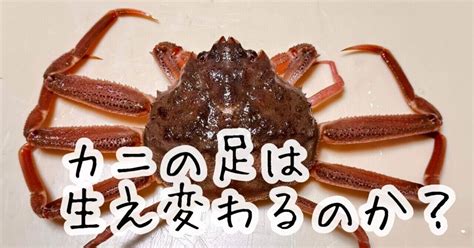 🦀『カニの足』は生え変わるのか？｜かつおjapan