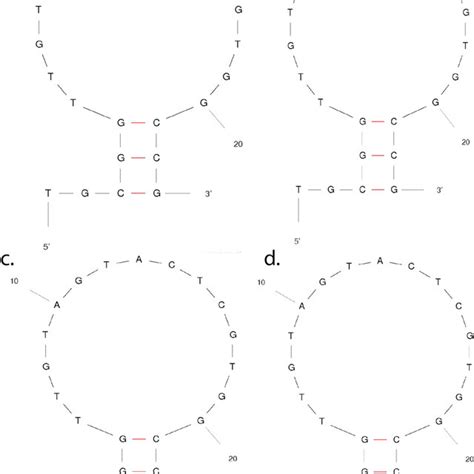 Secondary Structure Of The Ga Binding Aptamer At A 137 Mm