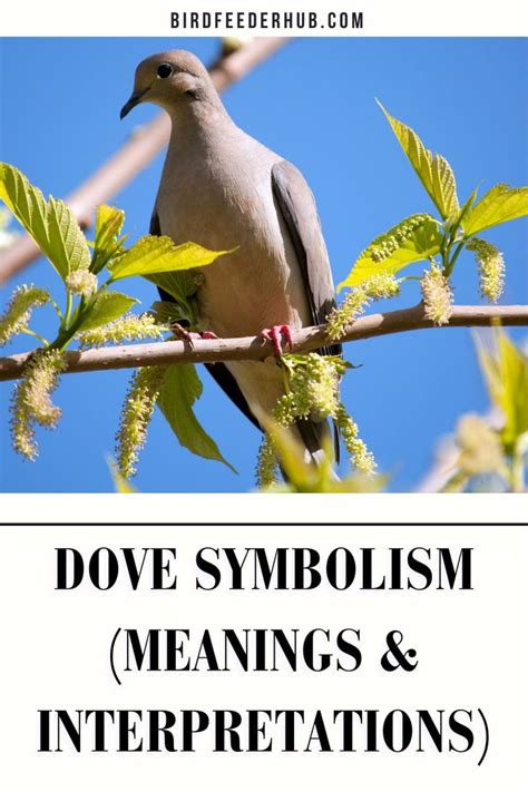 Dove Symbolism Meanings And Interpretations Dove Symbolism Doves Dove Pictures