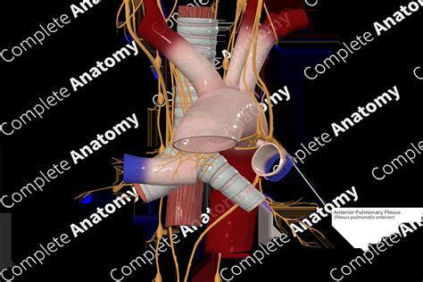 Anterior Pulmonary Plexus Complete Anatomy