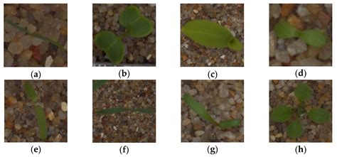 A Faster R Cnn Based Model For The Identification Of Weed Seedling