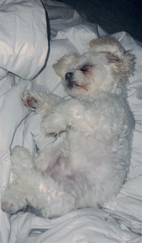 Lolas Before And After ♥️🌸🙏🏼 Her First Grooming Ever She Did So Good