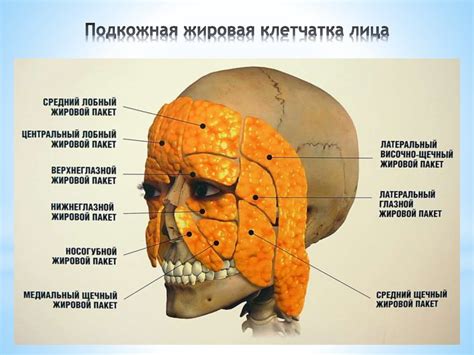 Моделирование овала лица презентация онлайн