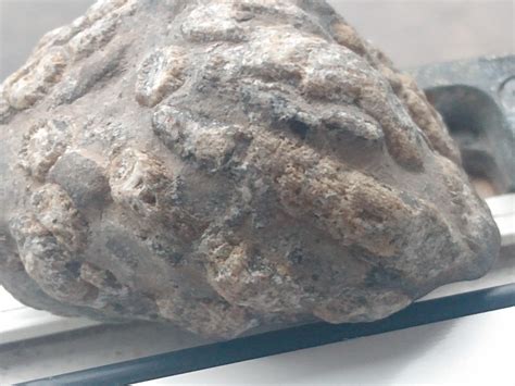 Can Anyone Identify This Fossil Imgur Link In The Replys R Fossilid