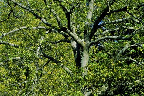 12 Fast Growing Trees To Quickly Update Your Landscape Mygardenlife