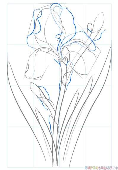 How To Draw An Iris Flower Step By Step Drawing Tutorials