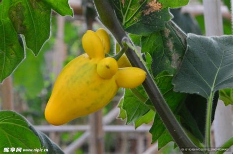 嫩乳茄摄影图蔬菜生物世界摄影图库昵图网