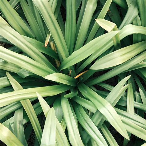 Lemongrass And Ginger Reed Diffuser Ashdown Botanicals