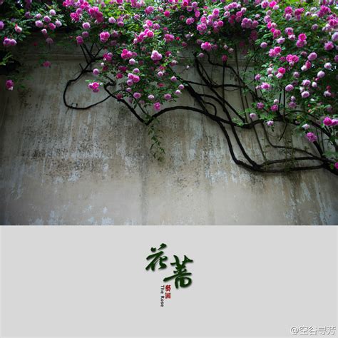 蔷薇一梦噩耗蔷薇一梦 伤感说说吧