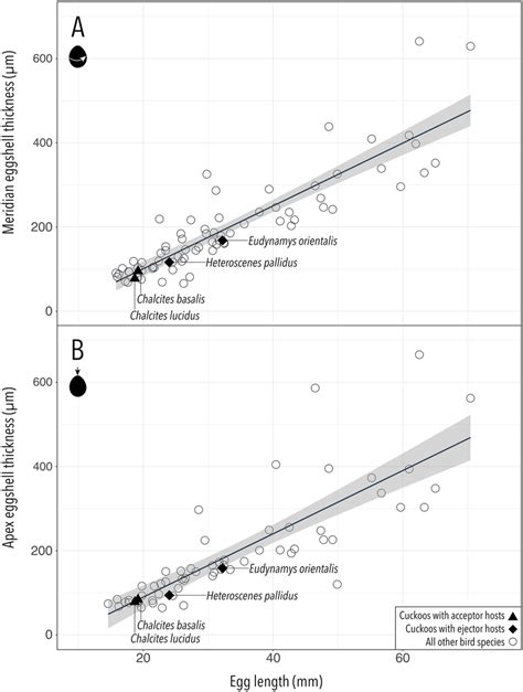 Eggshell Thickness As A Function Of Egg Length In Avian Species Download Scientific Diagram