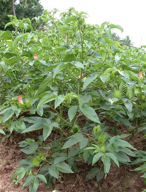 Season And Varieties An Introduction