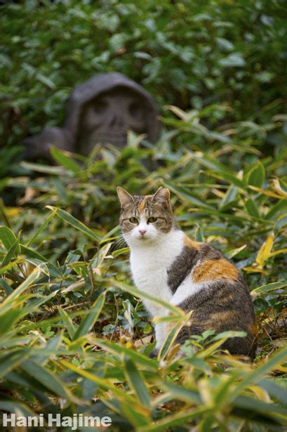 毎日が猫曜日 三毛さん