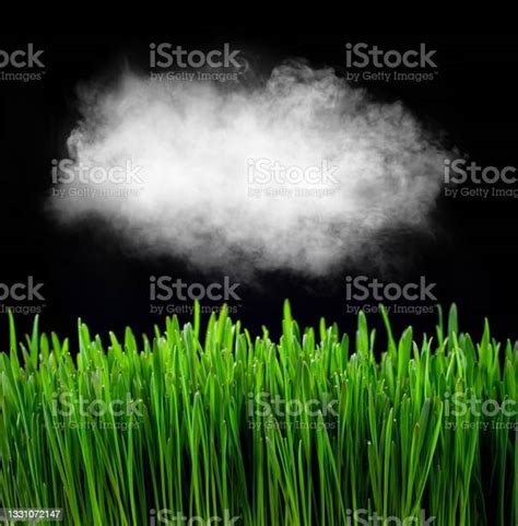검은 색 배경에 고립 된 밀 마이크로 그린 녹색 줄기의 질감이 닫힙습니다 하얀 구름이 녹지 위로 날아간다 0명에 대한 스톡 사진 및 기타 이미지 Istock