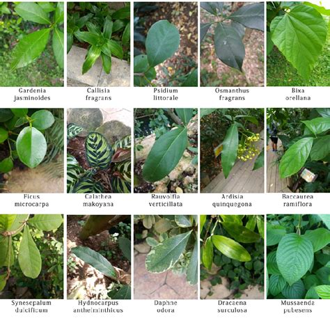 Figure 1 From Leaf Segmentation And Classification With A Complicated Background Using Deep
