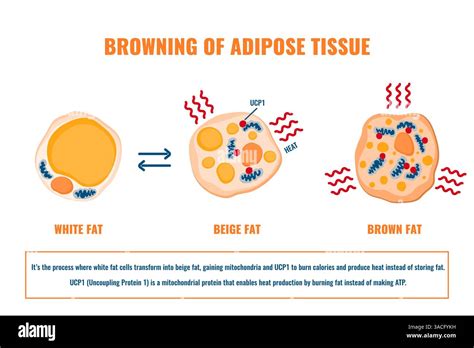 Adipose Tissue Browning Showing White Brown Beige Fat Cells Involved