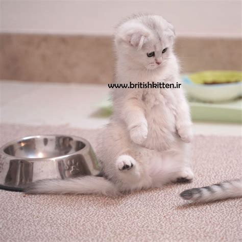 بچه گربه اسکاتیش فولد ماده سیلور دو ماهه بریتیش کیتن