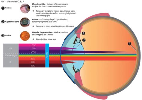 A Schematic Diagram Of The Eye Showing The Relative Propagation Of The Download Scientific