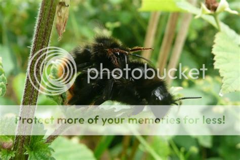 Honey Bees Mating The Life Of Bee