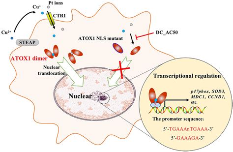 Model Of Atox1 Involvement In Transcriptional Regulation Cu⁺ And Pt