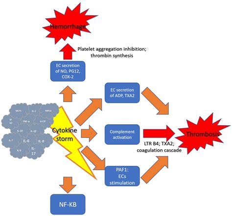 Cytokine Storm And Hemostasis Download Scientific Diagram