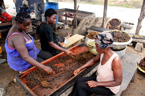 케이프 해안가 나 근처 팜 오일 공장에서 추가 처리를 위해 기름 야 자 열매를 선택 하는 여자 직업에 대한 스톡 사진 및 기타 이미지 Istock