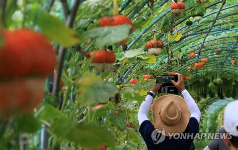 호박이 주렁주렁 연합뉴스