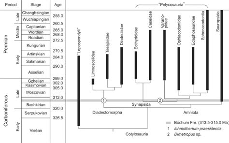 Stratocladogram Of Tetrapod Phylogeny Although Extending The Known