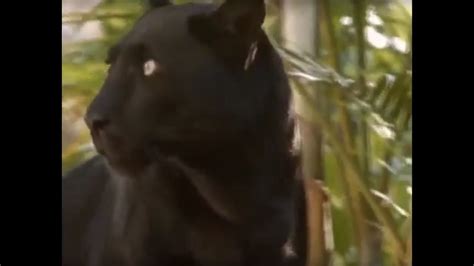 Ayahals Lied Teil 2 Mowgli Youtube