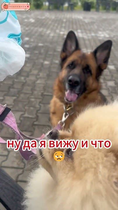 Несчастная мордашка🥺смешные собаки немецкая овчкарка и шпиц Youtube