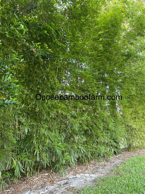 Bamboo To Replace And Hide A Fence Bamboo Plants For Sale Bamboo