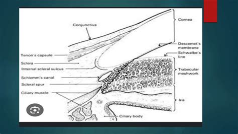 Anatomy Of Sclera Ophthalmology Presentation Pptx