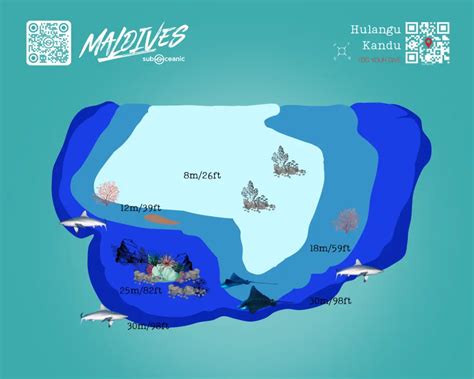 Diving In Maldives The Ultimate Guide About Reef Season And Atolls
