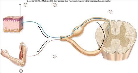 Reflex Diagram Diagram Quizlet