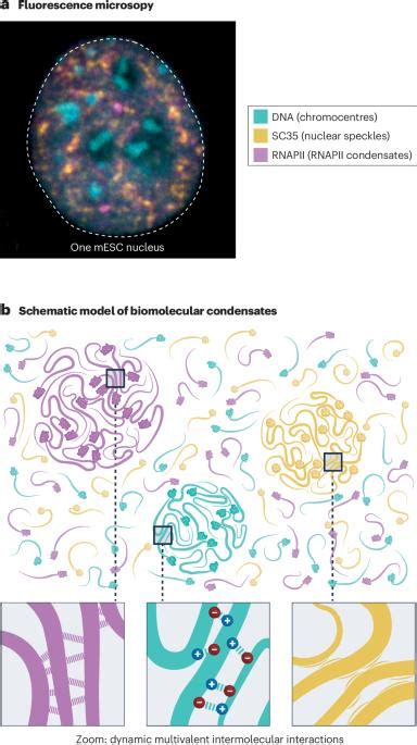 Functional Specificity In Biomolecular Condensates Revealed By Genetic Complementation Nature
