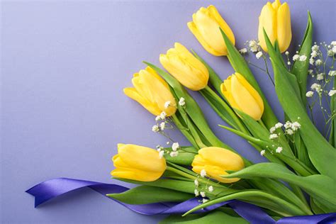 카피 스페이스와 고립 된 파스텔 보라색 배경에 노란색 튤립 흰색 석고와 보라색 리본의 여성의 날 구성 무리의 상단 보기 사진 3월에 대한 스톡 사진 및 기타 이미지 Istock