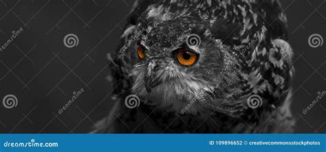 Animal Avian Beak Picture Image 109896652