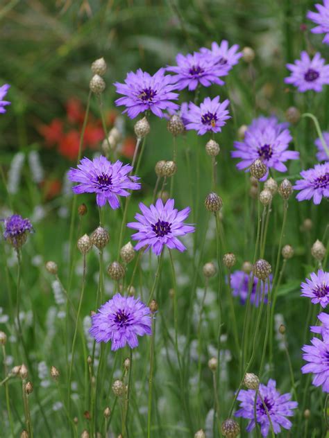 Catananche Caerulea Beth Chattos Plants And Gardens