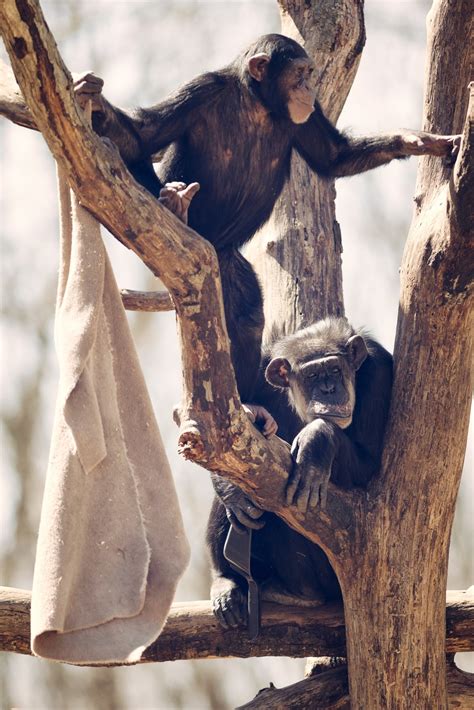 Chimps Are Stronger Than You And Heres Why Cbc Radio