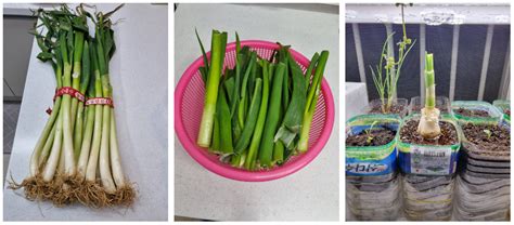 집에서 파 키우기 페트병 화분에 대파 키우기 4단계
