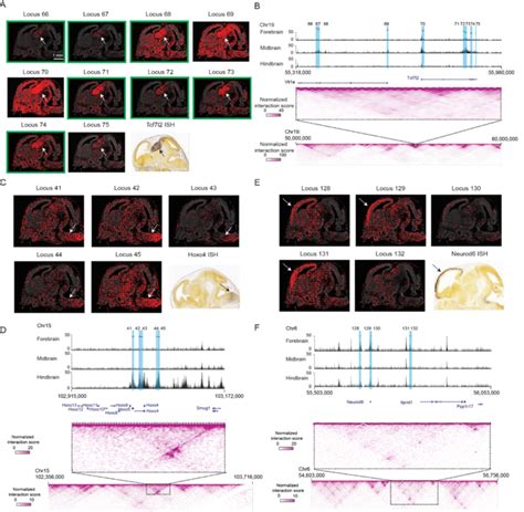 Putative Active Enhancer Hubs For Developmentally Important Genes In Download Scientific