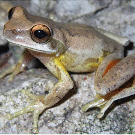 Dynamic Sexual Dichromatism In Litoria Revelata A Male In Display Download Scientific Diagram