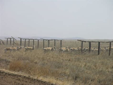 Монгол орны аль ч хэсэгт авто төмөр зам тавихдаа зэрлэг амьтдад зориулсан гарц байгуулах