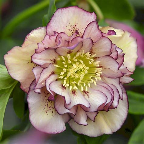 Gradinamax Bg 🌺 ️ Многогодишно растение изпод снега Facebook