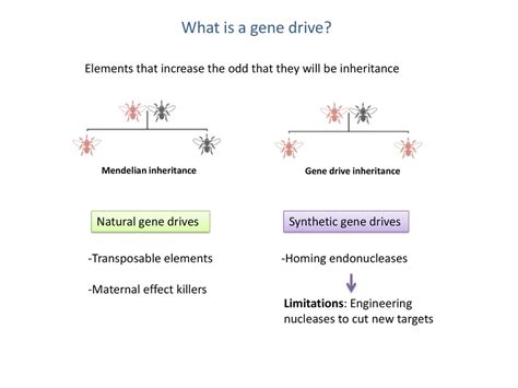 Crispr Cas9 Gene Drive System Ppt Download