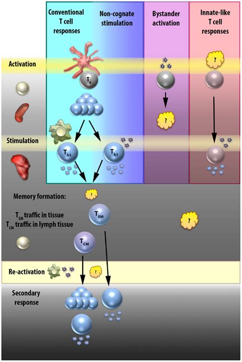 Elicitation Of CD And Innate Like T Cell Effector Functions T Cell Download Scientific