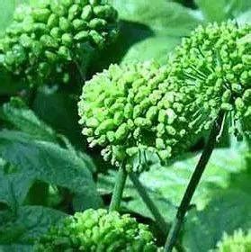 三七这么厉害三七花有何功效吃它改善6种病 作用 血液 花茶