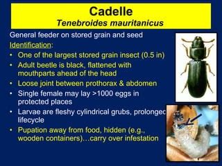Stored Grain Insect Pests PPT