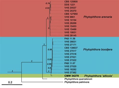 Bayesian Inference Tree Based On Concatenated Sequence Data From Its